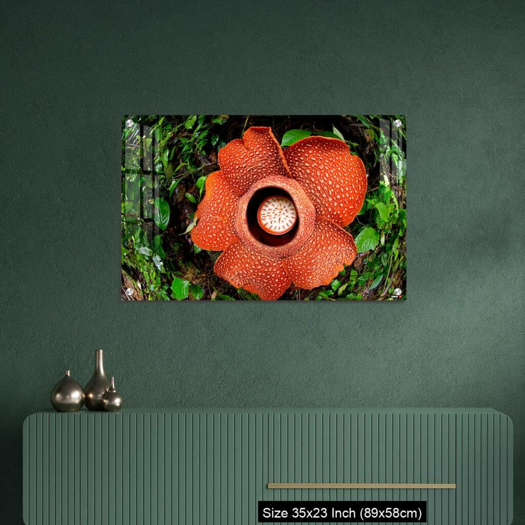 OMGs Acrylic Wall Decor – A beautiful Rafflesia arnoldii bloom in the ...